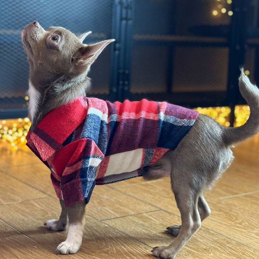 Чихуахуа Дени приглашает на свидание, вязка