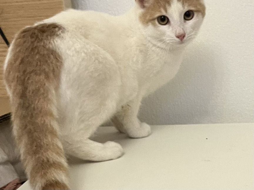 Чудесный котенок ласкунчик