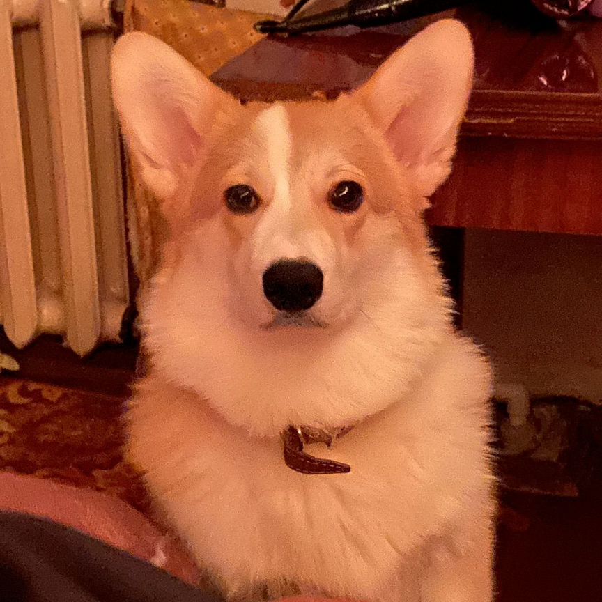 Щенок Корги