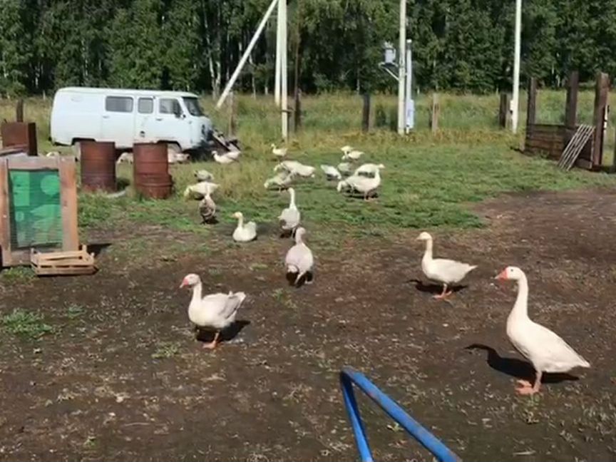 Гуси живком