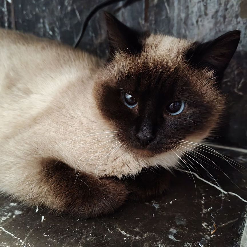 Взрослая, Девочка кошка в добрые руки