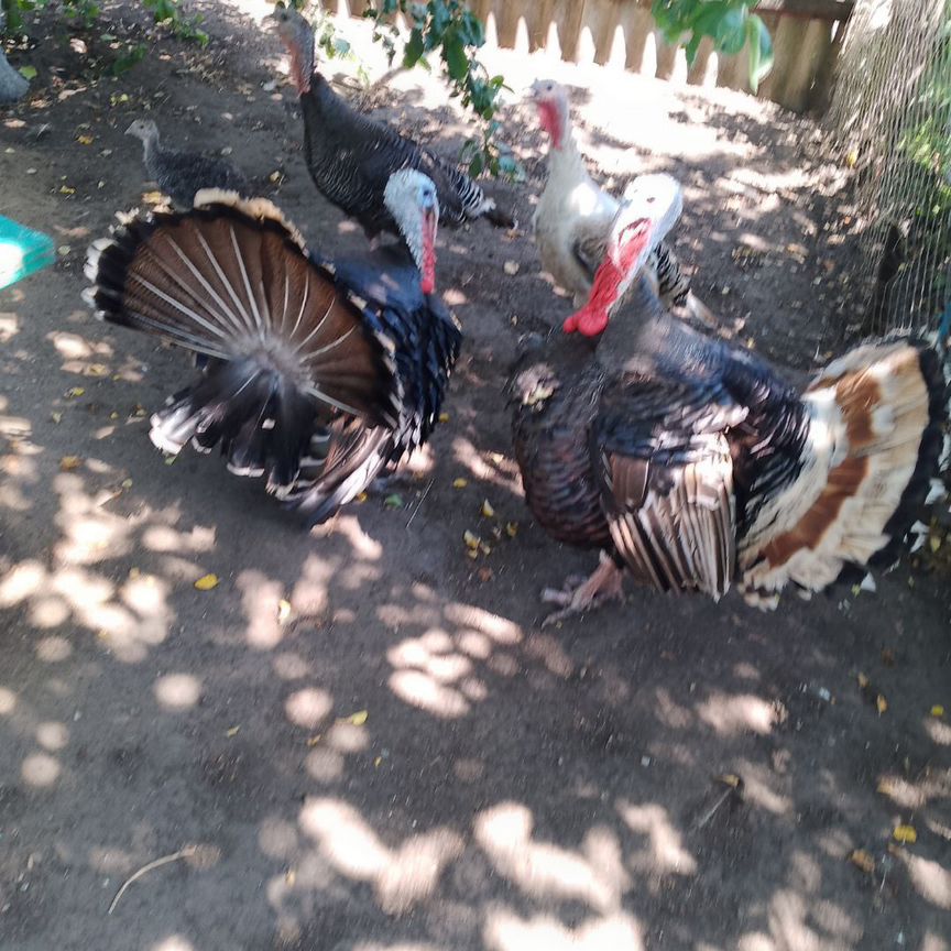 Индюки индюшата