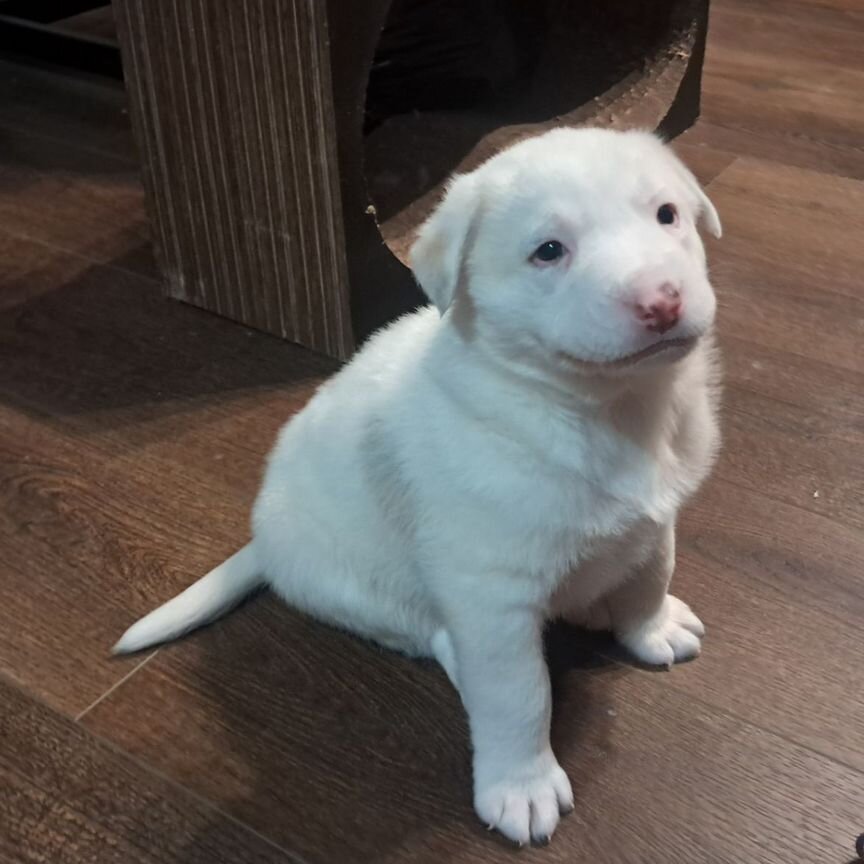 Лабрадор-ретривер, щенок