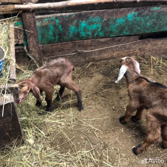 Продам англо-нубийских козочек