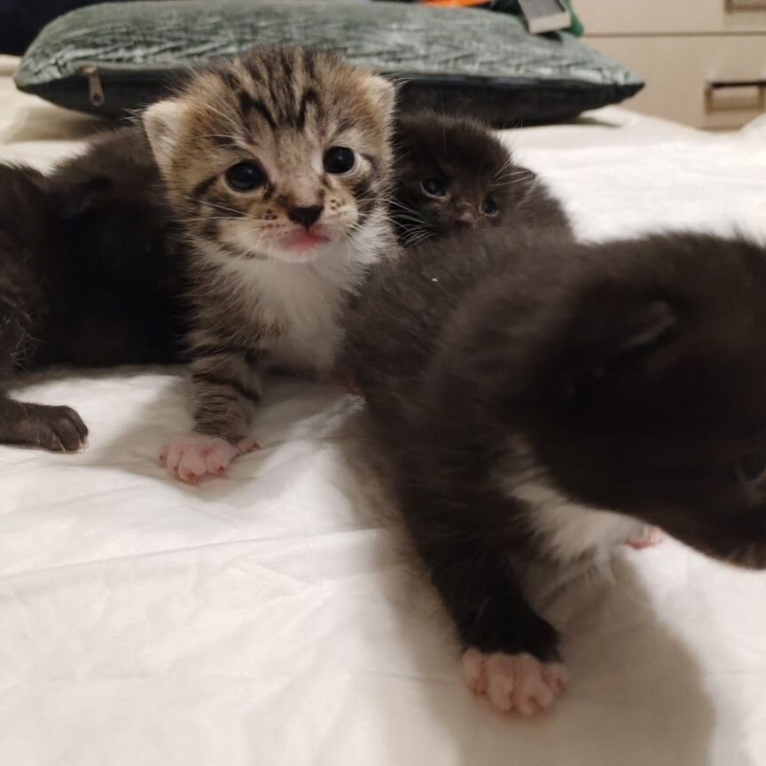 Котята в добрые руки