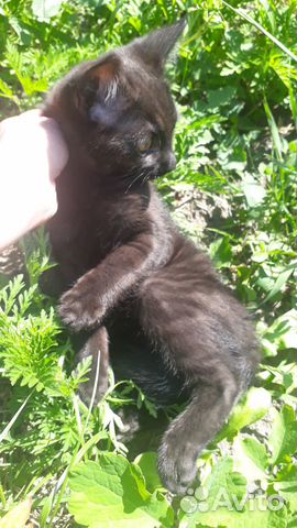 Котята домашние ухоженные в добрые ручки