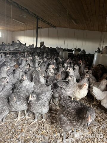 Цыплята породы Доминант