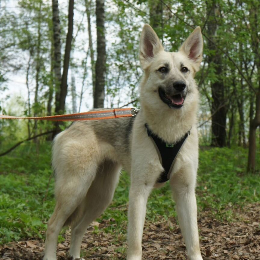 Щенок собака в добрые руки бесплатно приют