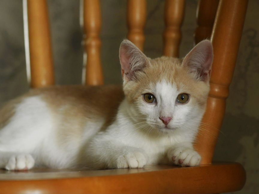 Ромка, 3 месяца, ищет семью