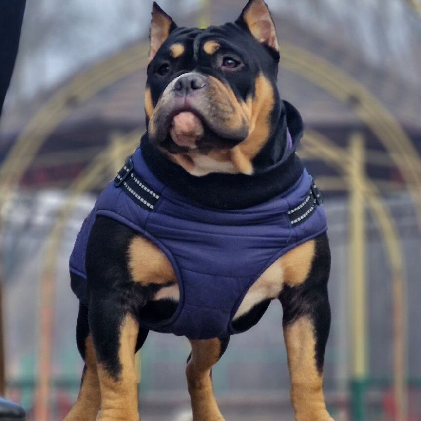 Американский булли