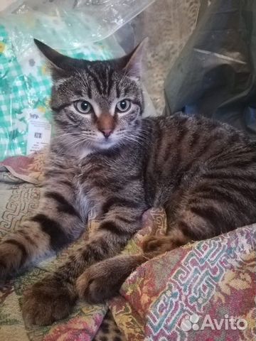 Тигренок в добрые руки