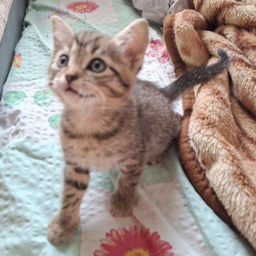 Котёнок в добрые руки