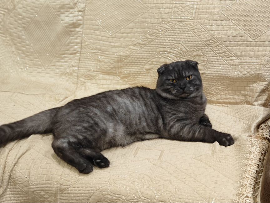 Кот на вязку
