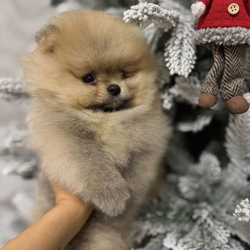 Померанский шпиц, щенок