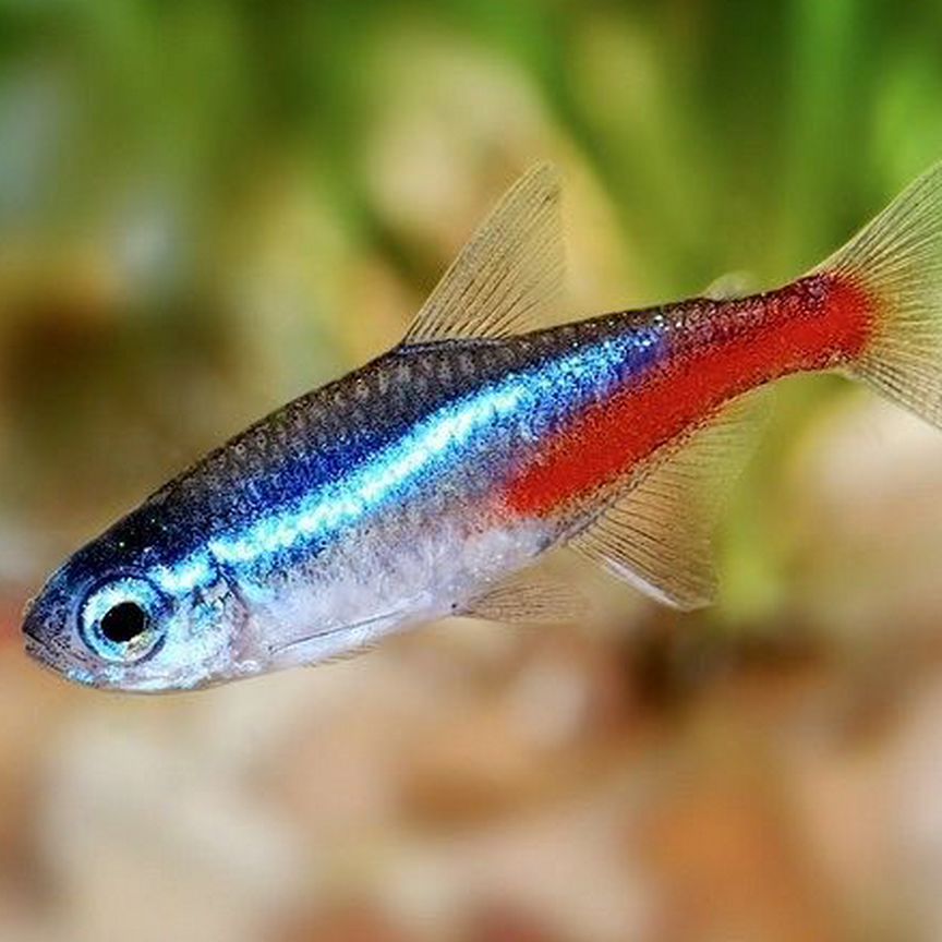 Неон - аквариумная рыбка