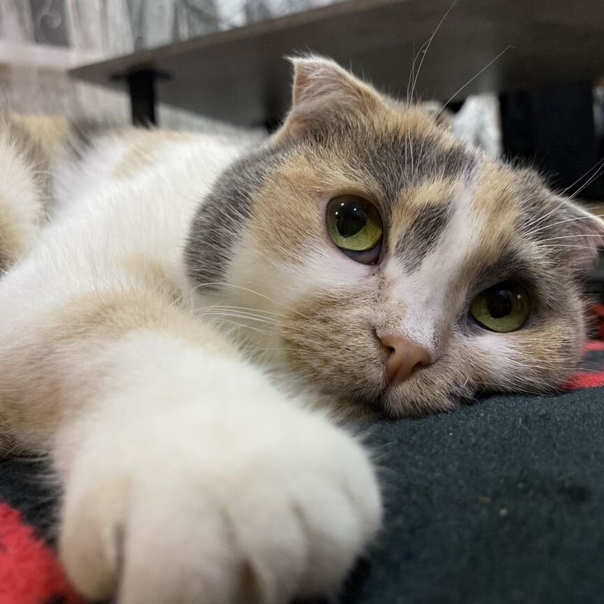 Кошка смесь шотландца
