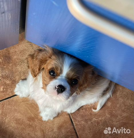 Продаю принцессу Кавалер Кинг Чарльз Спаниель