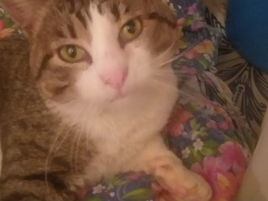 Котик ищет дом