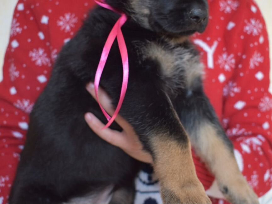 Щенки Восточноевропейской овчарки