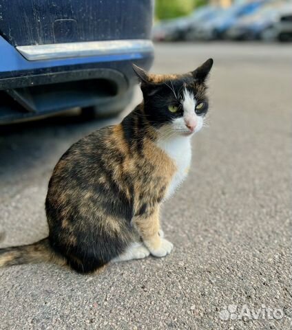 Ищу любящего человека кошечке