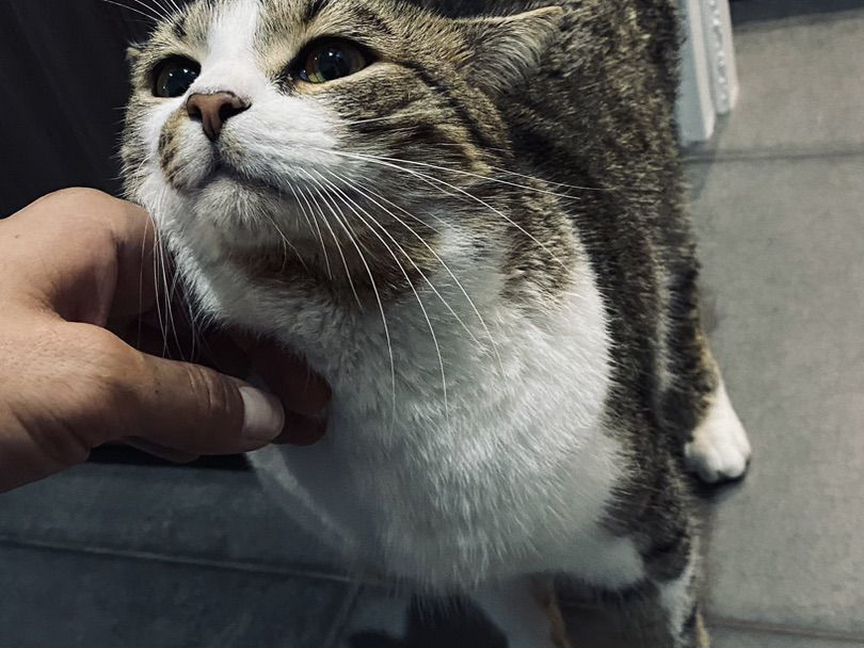 Котёнок 1.5 года в добрые руки