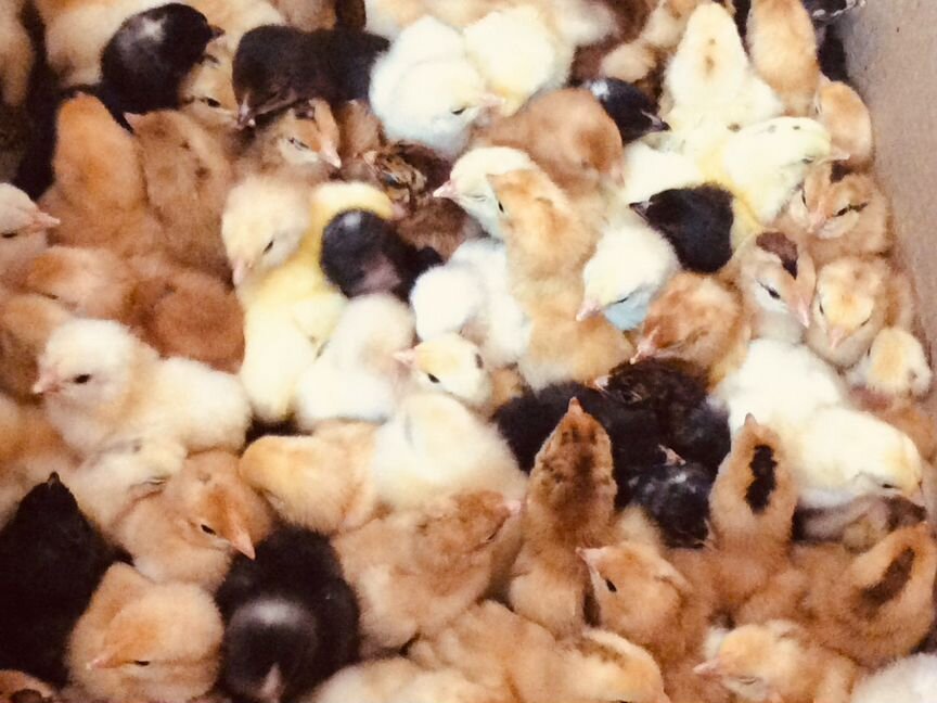 Цыплята суточные + есть подросшие