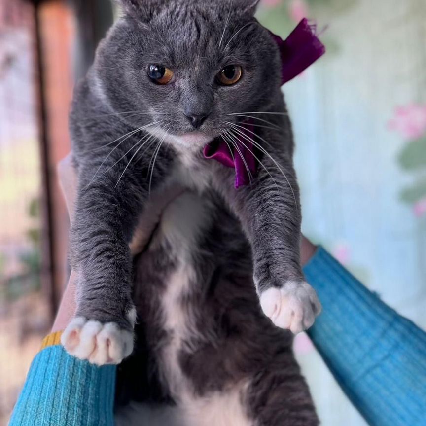 Пират ищет дом