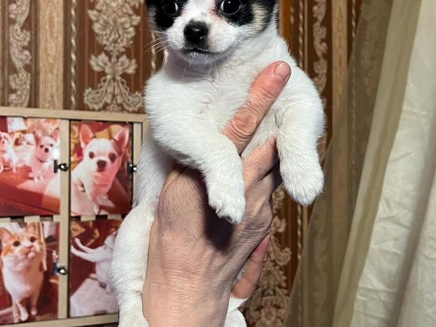 Щенки Чихуахуа