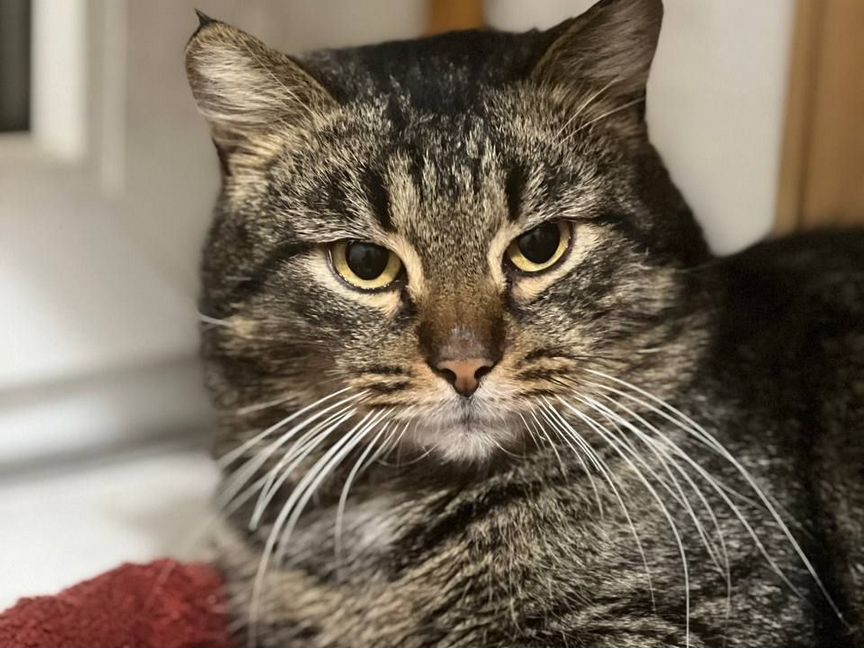 Молодой котик в добрые руки