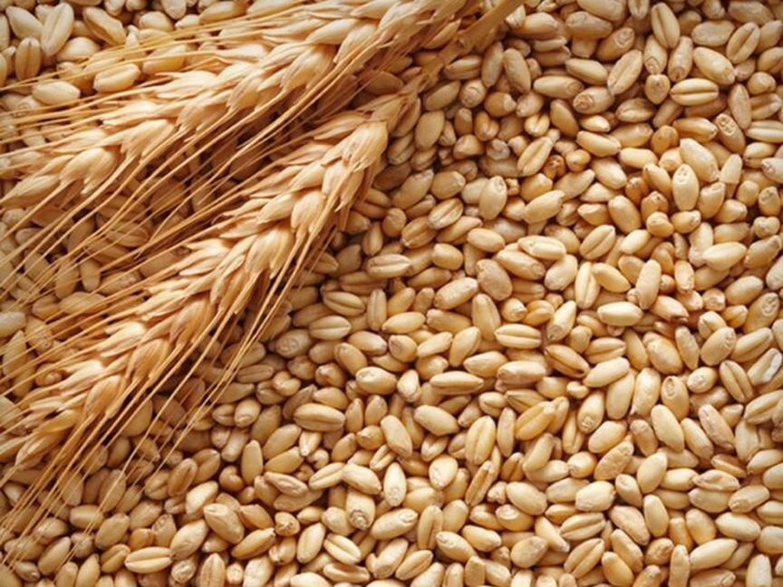 Продажа пшеницы