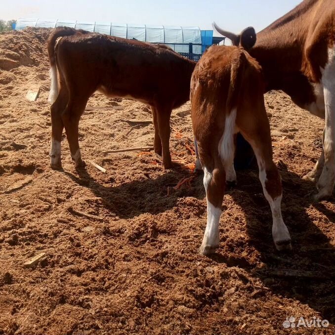 Телки бычки