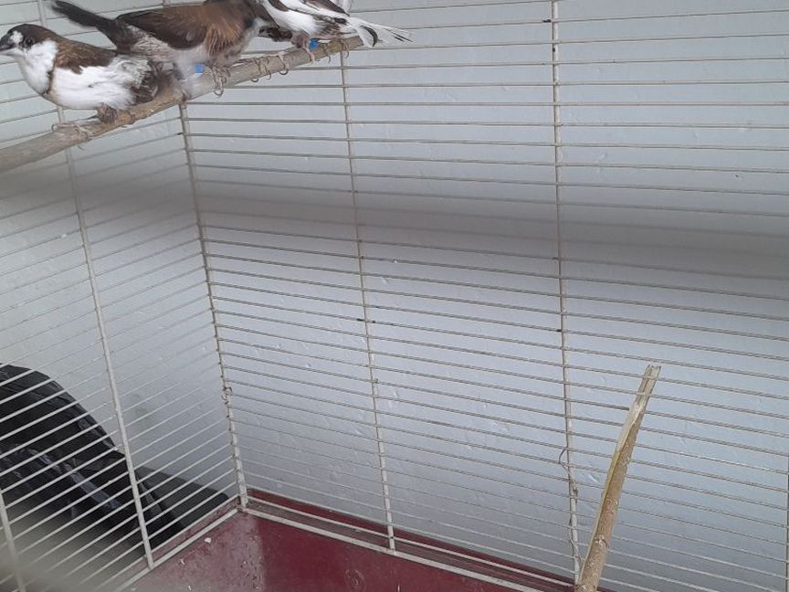 Японские амадины