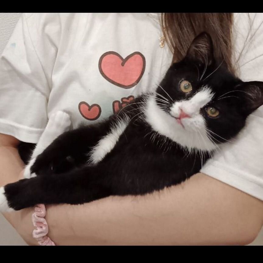 Потерялся котик. Ищем