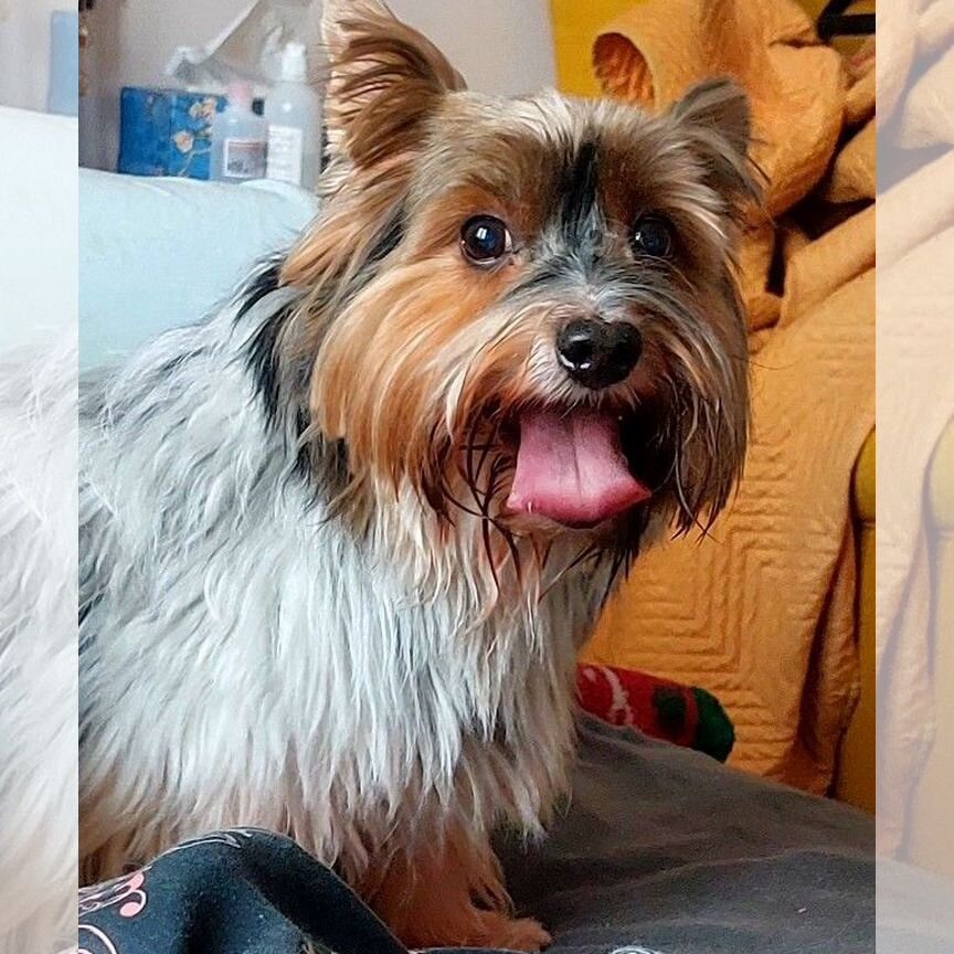 Бивер йорк девочка