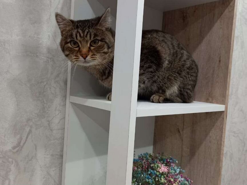 Котик в хорошие руки