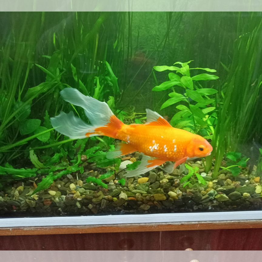 Аквариумные растения прополка