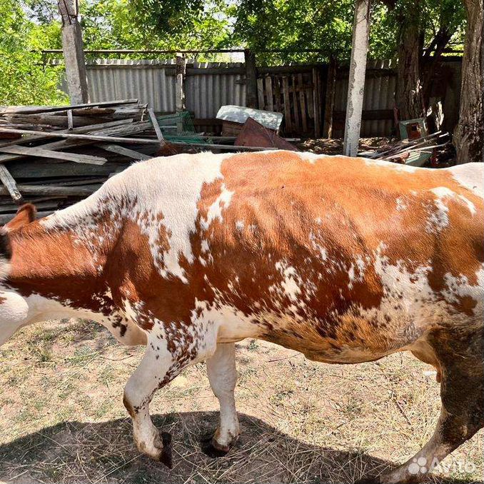 Коровы стельные дойные