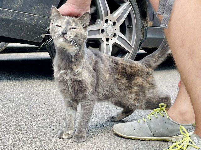 Кошка Мина ищет дом
