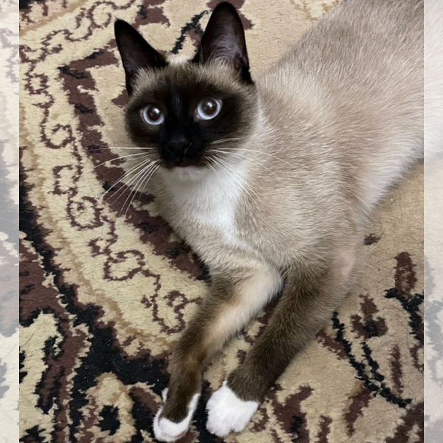 Сиамская кошка