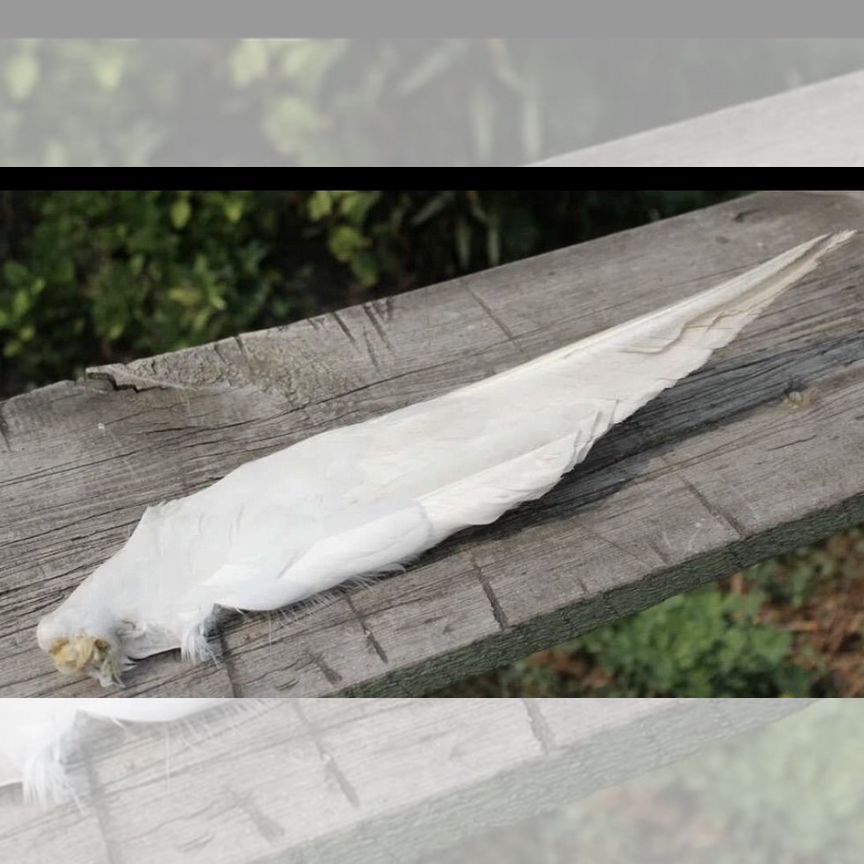 Перо гусиное