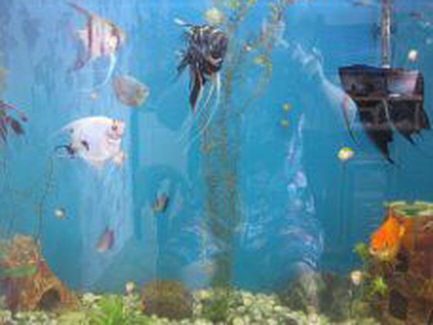 Аквариум