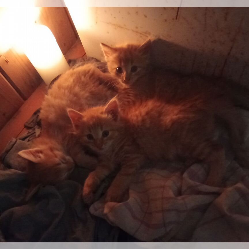Рыжий котенок