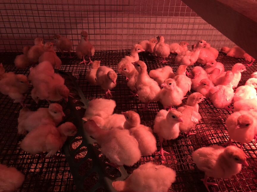 Индюшата суточные и подрощенные