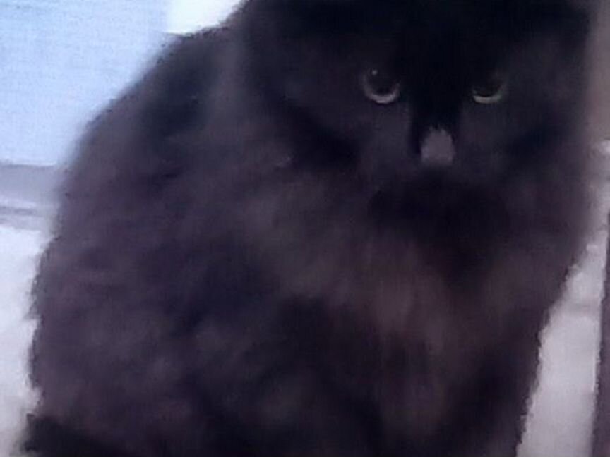 Котенок 2.5 месяца