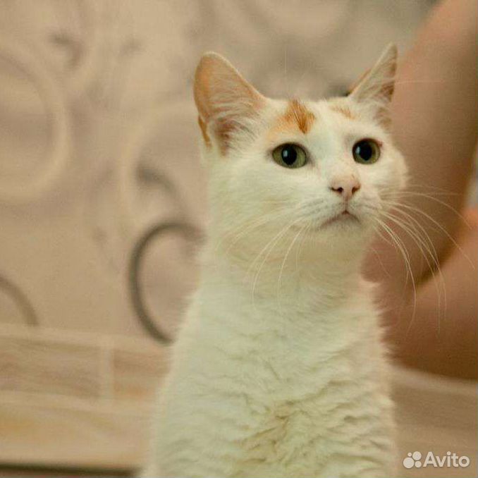 Кошка турецкий ван