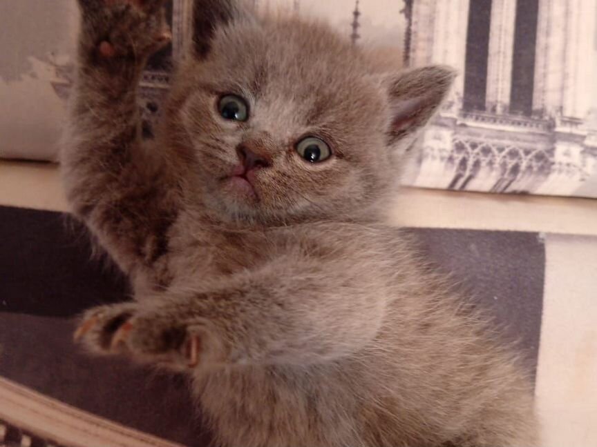 Котята