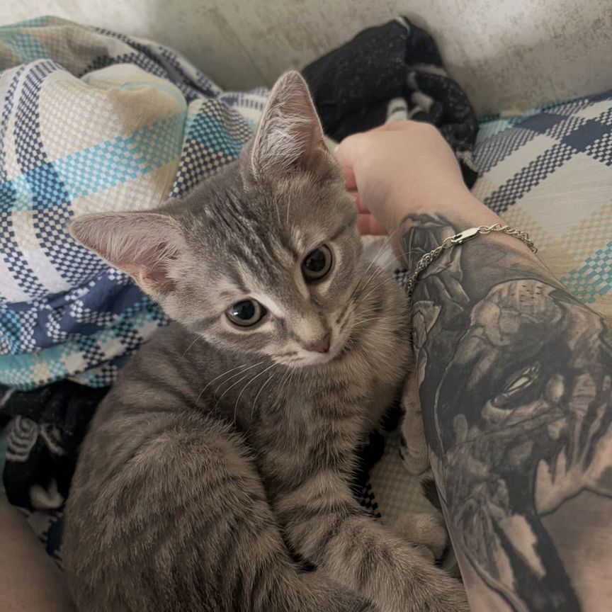 Котенок в добрые руки