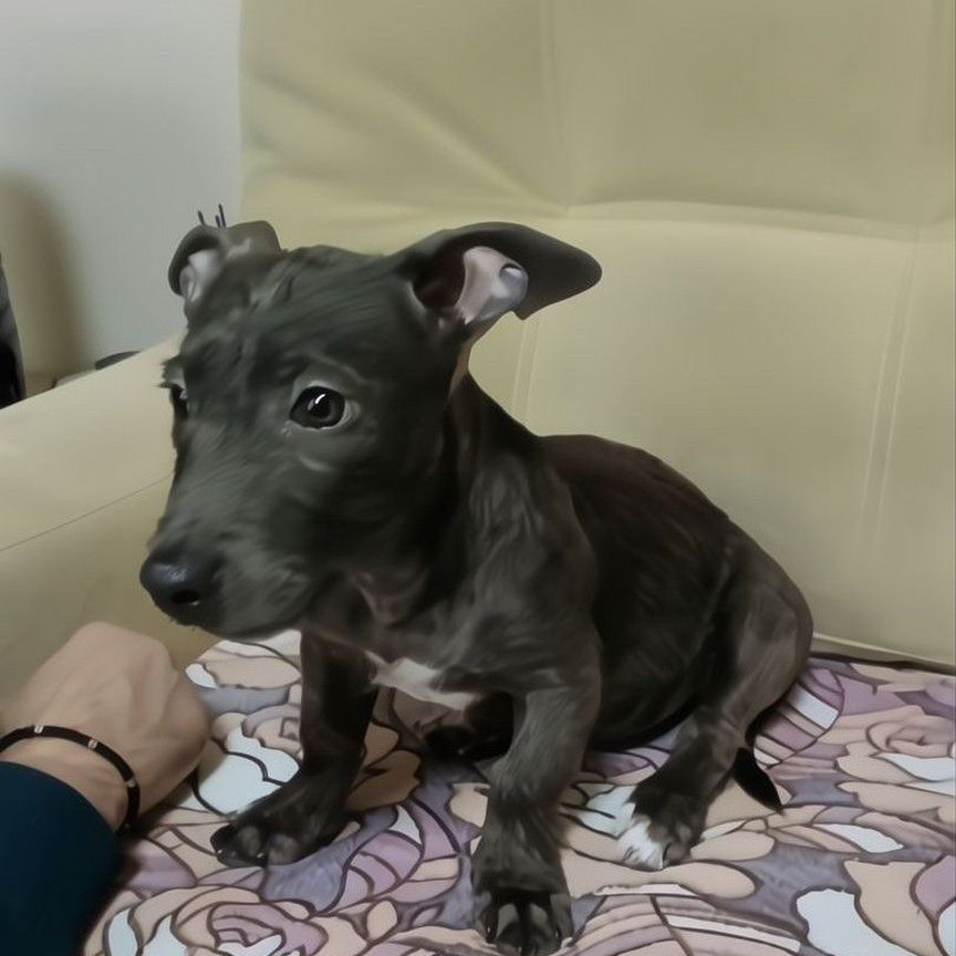 Щенок в добрые руки