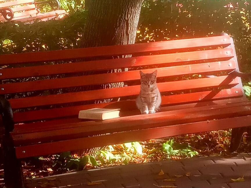Ждёт на улице котенок Фима маму на лавочке