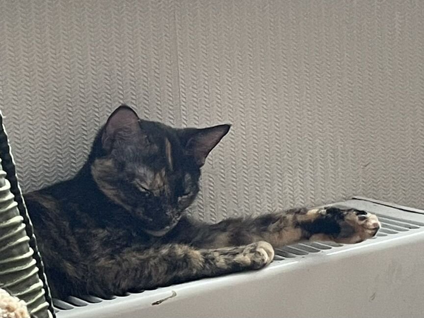 Кошка в добрые руки